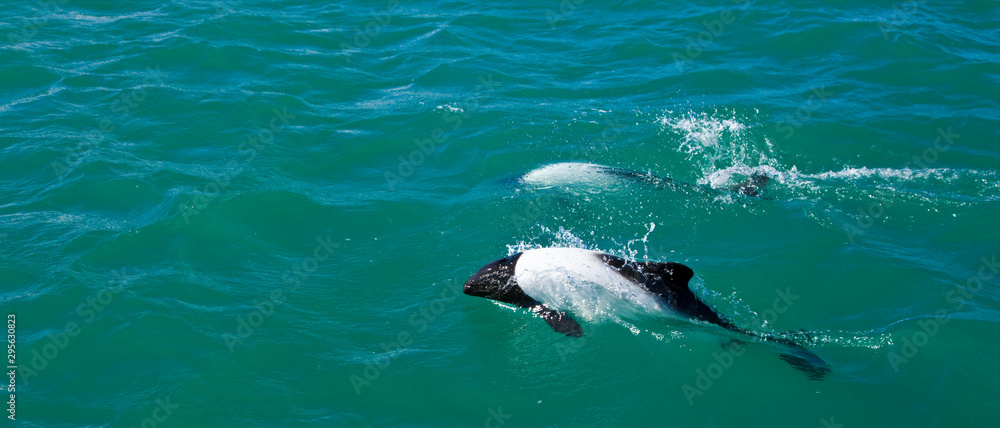 Delfin de Commerson o Tonina Overa (Cephalorhynchus commersonii),Ria ...