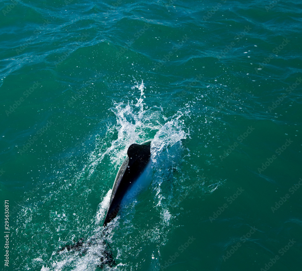 Delfin de Commerson o Tonina Overa (Cephalorhynchus commersonii),Ria ...