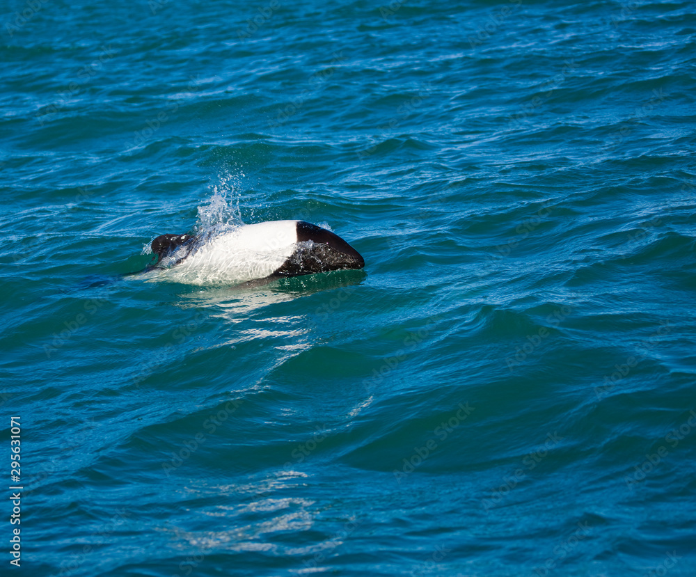 Delfin de Commerson o Tonina Overa (Cephalorhynchus commersonii),Ria ...