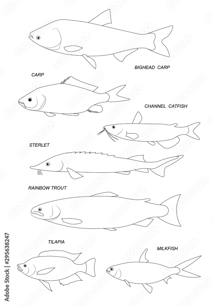 Farmed fish. Line black illustration collection. Stock Vector | Adobe Stock