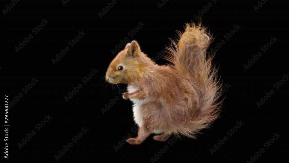 Squirrel, dance, 3d, rendering, animal, realistic, Animation, Loop, dance, composition, 3d ...