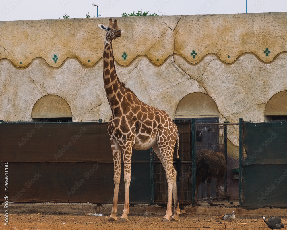 Poster giraffe in zoo – Wall Art | UkPosters