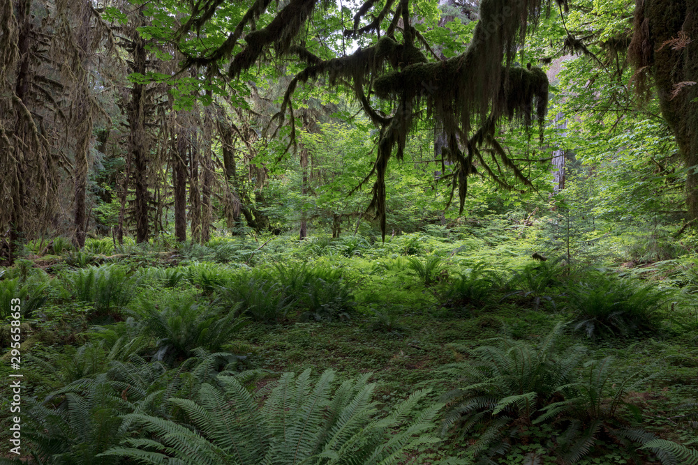 Hoh Rain Forest, located near the Olympic Peninsula in western ...