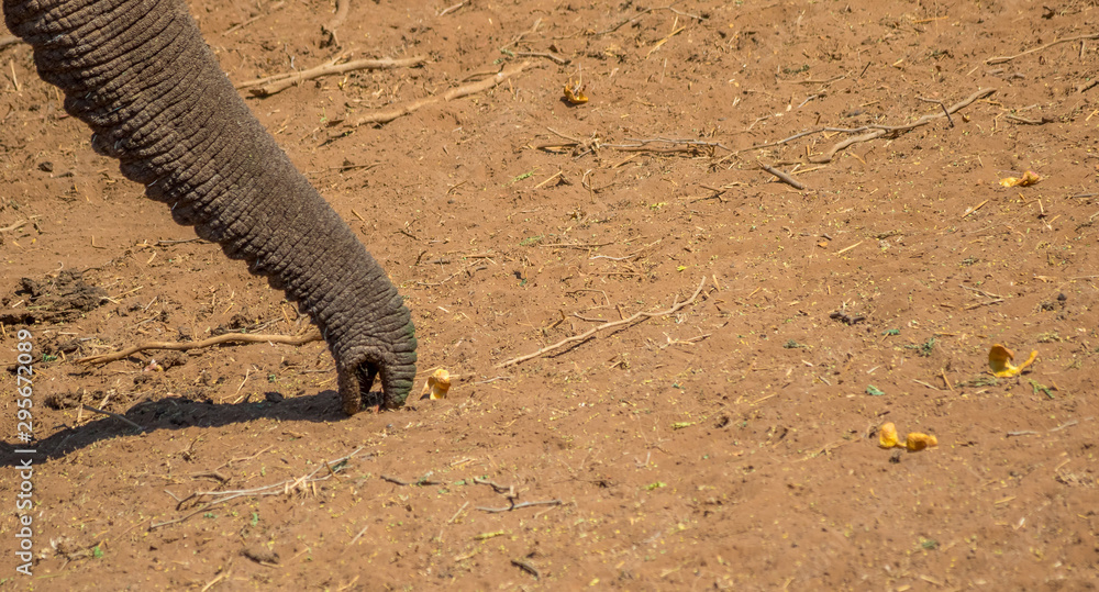 The trunk of an African elephant isolated picking up seed pods from dry ...