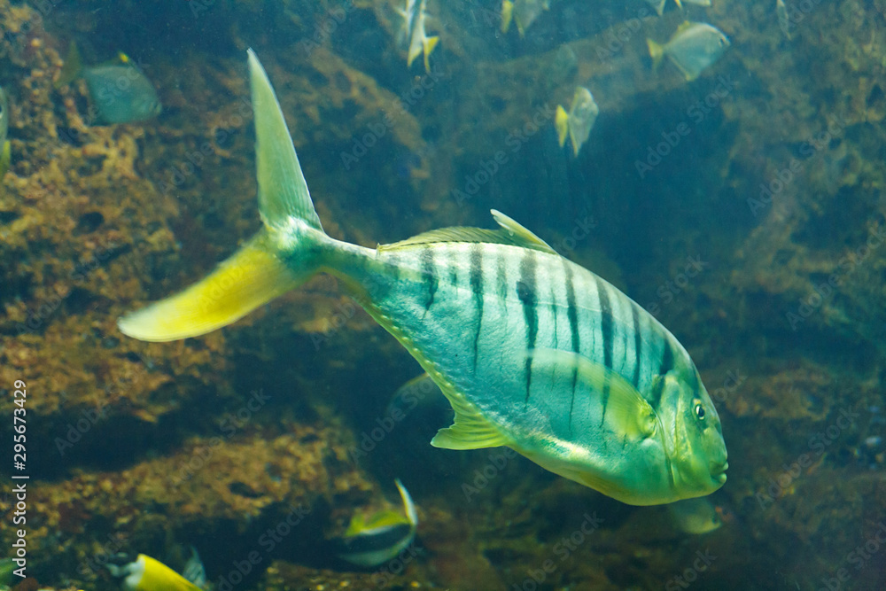 Foto de Golden trevally (Gnathanodon speciosus), also known as the ...