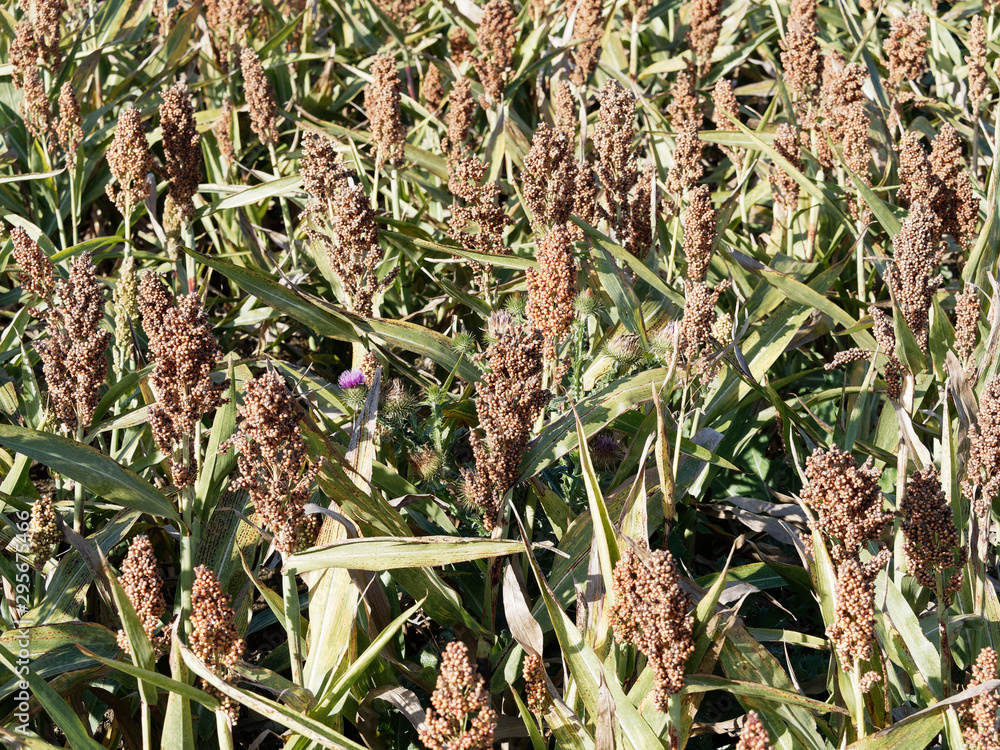 Epis ou panicules de sorgo commun ou sorge cultivés (Sorghum bicolor) Stock Photo | Adobe Stock