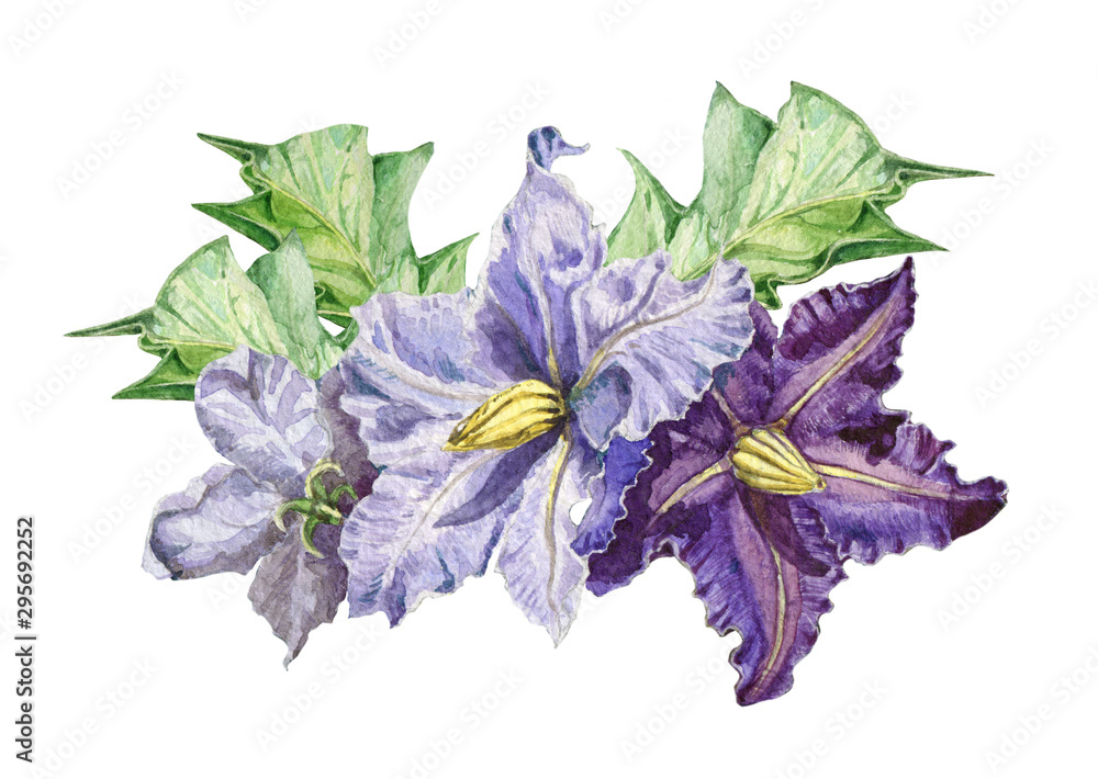 Potato Flower Drawing