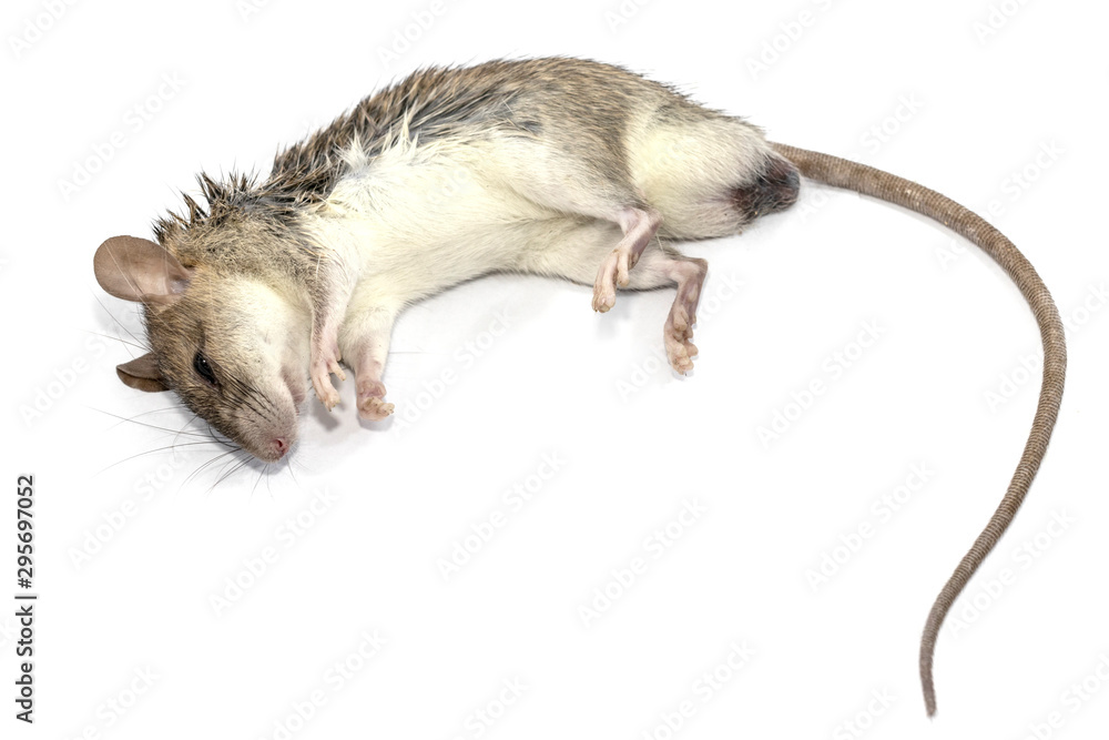 rat die isolated on white background. mouse dead laying across a table ...