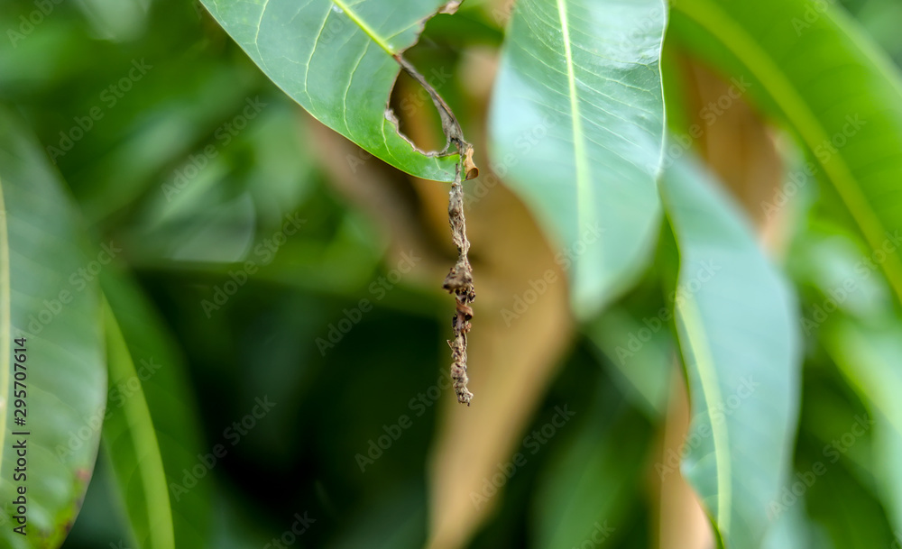 Green background of mango leaf. Stock Photo | Adobe Stock