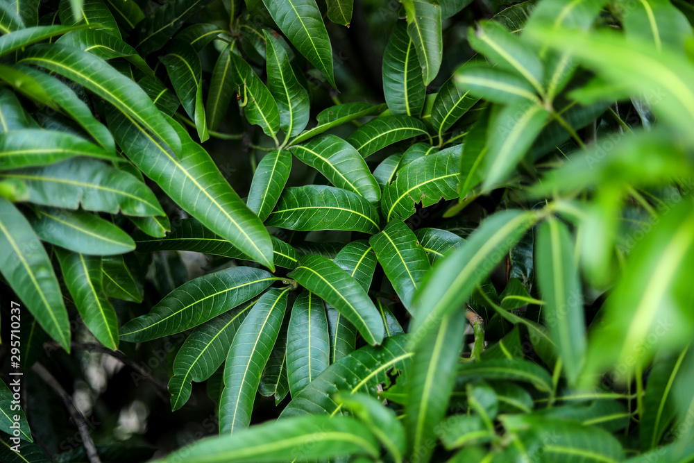 Green background of mango leaf. Stock Photo | Adobe Stock