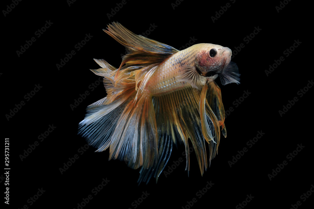 Portrait of a betta fish Stock Photo | Adobe Stock