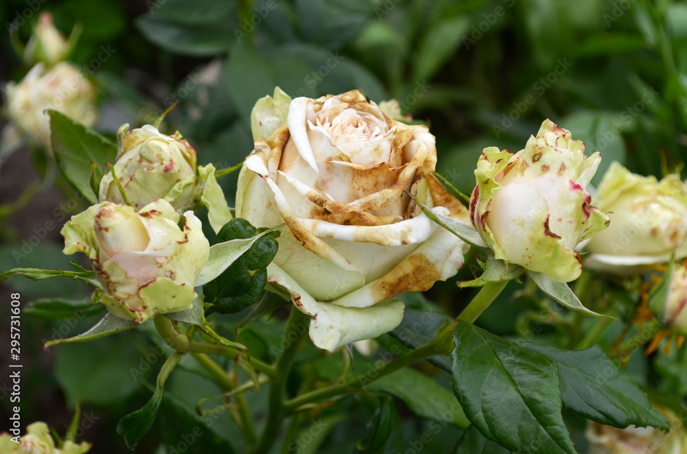 Rose flowers affected by fungal infection - botrytis cinereal (gray rot ...
