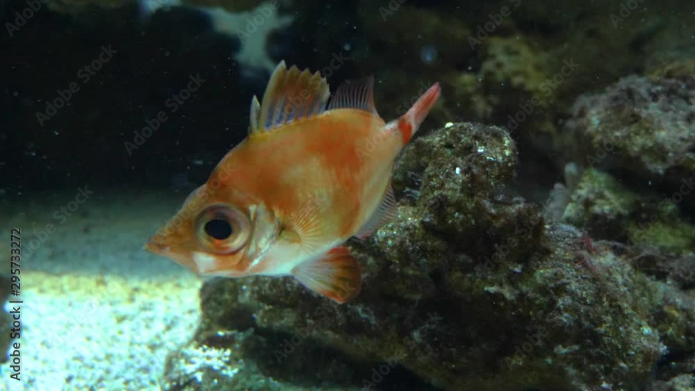 Medium shot of boarfish from the side floating in water to the left and ...