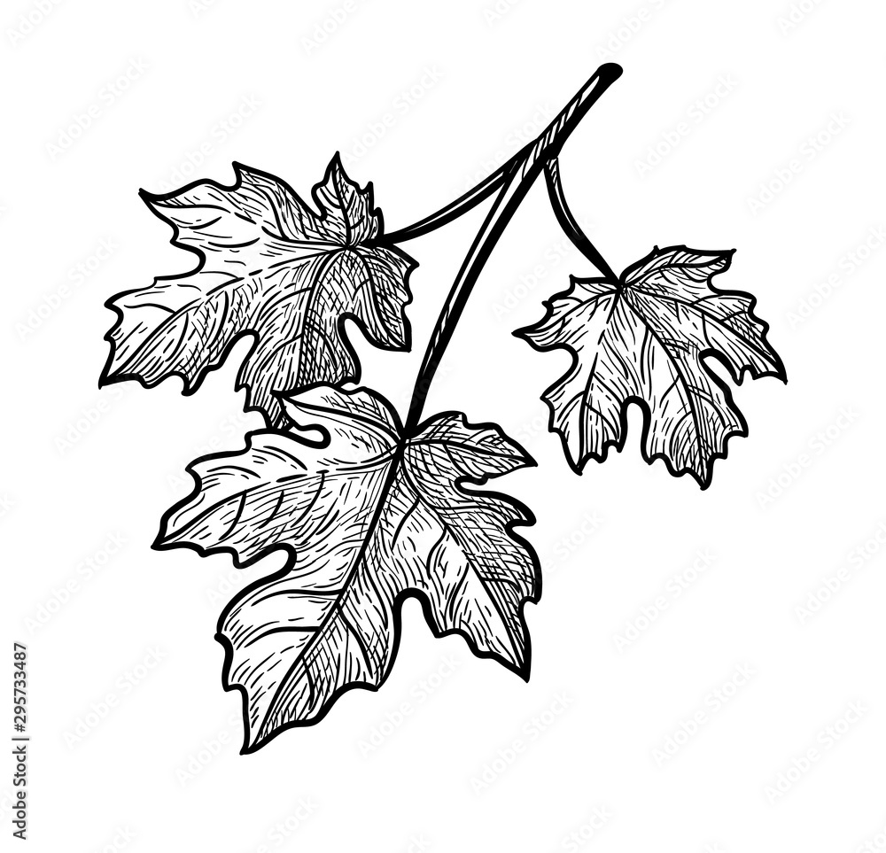 Ink sketch of maple branch. Stock Vector | Adobe Stock
