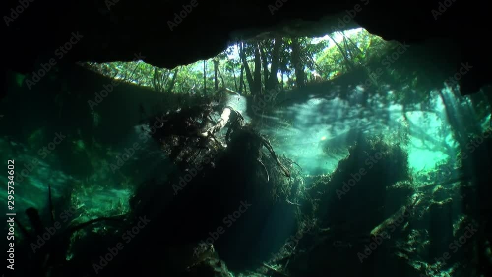 Trees and tree roots and ray of suns view from under clear water in ...