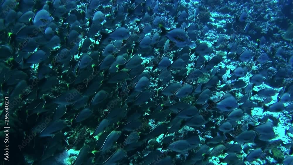 Slender row of school of fish of one species and floating diver in ...