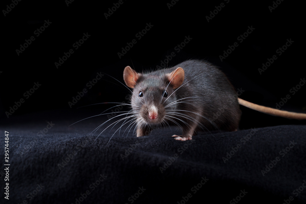 Black rat on black background. Chinese year of rat symbol. Domestic ...