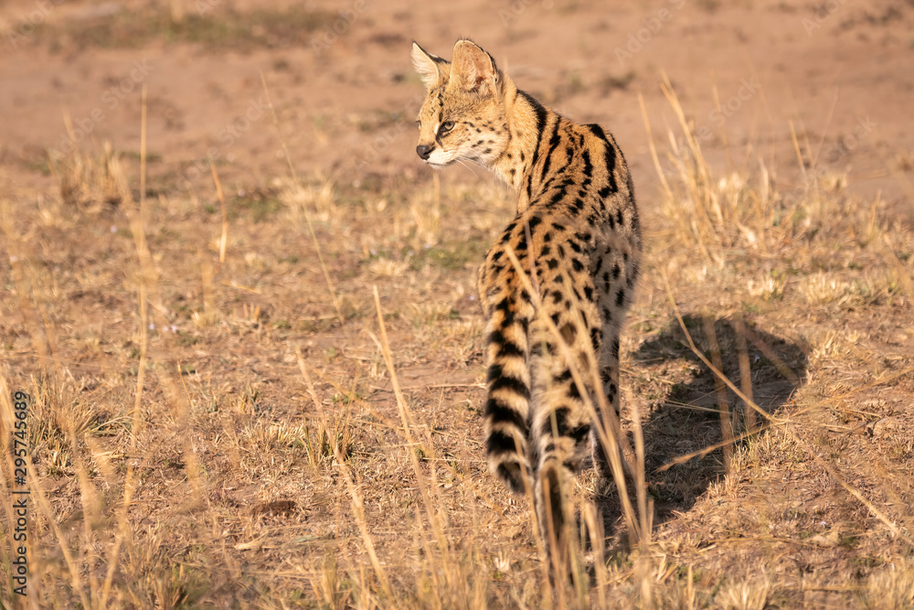 A beautiful rare serval cat walks out of the tall grasses into a ...