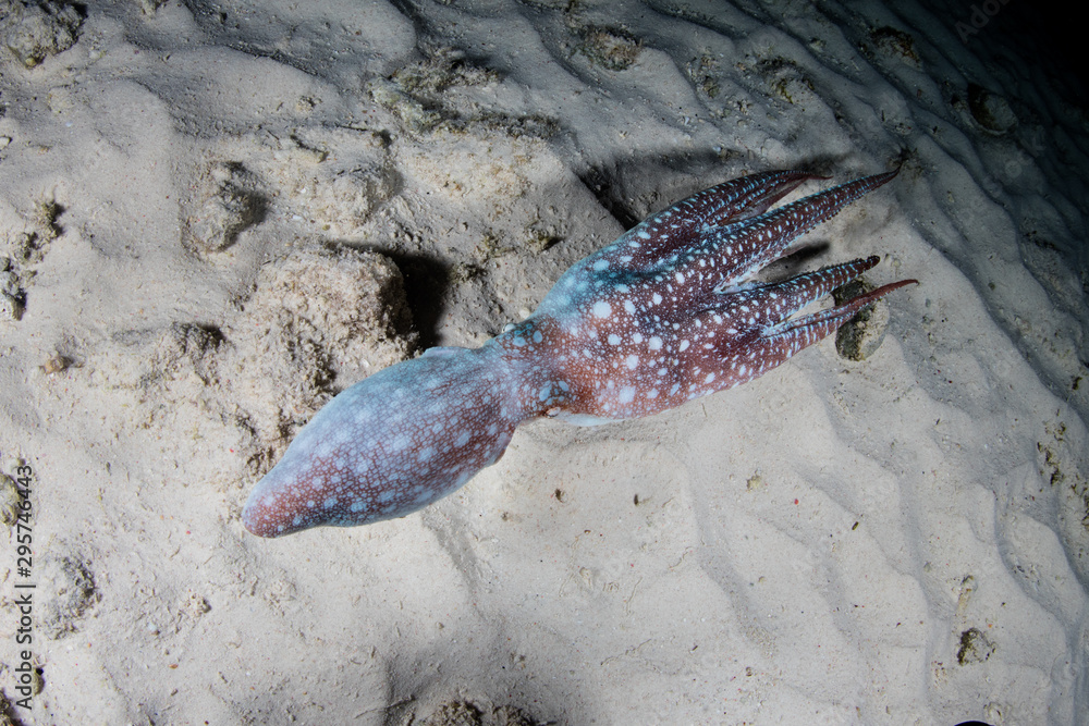 A colorful Starry night octopus, Callistoctopus luteus, searches for ...