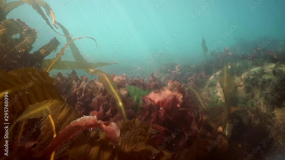 Seals underwater of Sea of Okhotsk. Family of northern sea lion marine ...