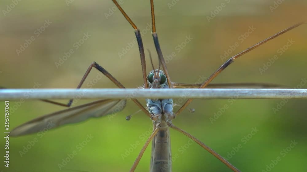 Crane fly, mosquito hawks, with long stilt-like legs, family Tipulidae ...