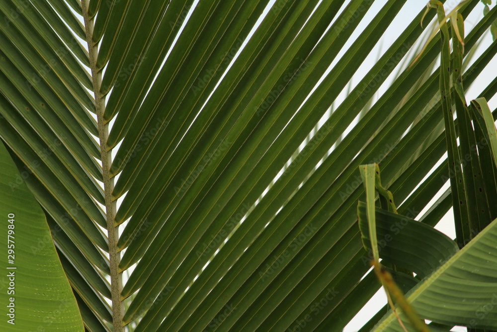 Green coconut tree leaves / pinnate leaves or coconut fond with white ...
