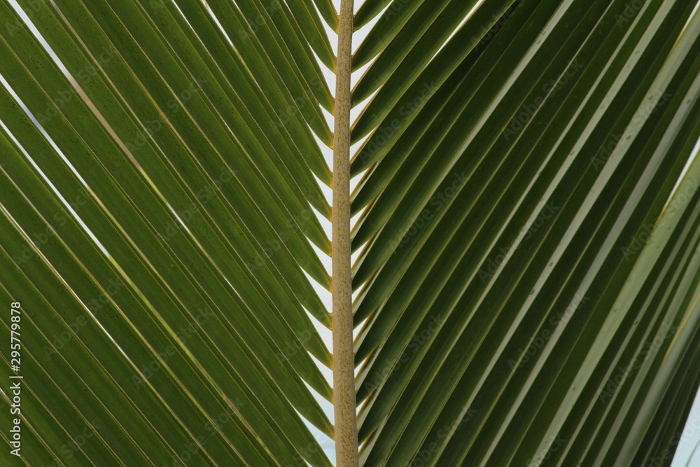 Green coconut tree leaves / pinnate leaves or coconut fond with white ...