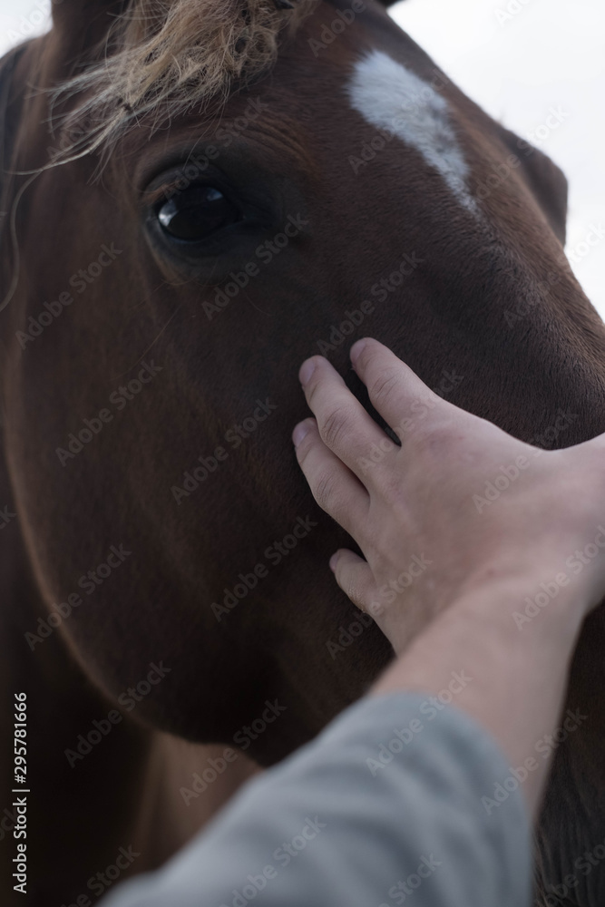 Horses and humans. portrait of horse. man touches a horse head. Touch ...