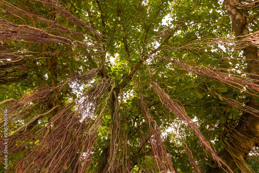 Banyan tree view from bottom to sky, with multiple trunks, and large ...