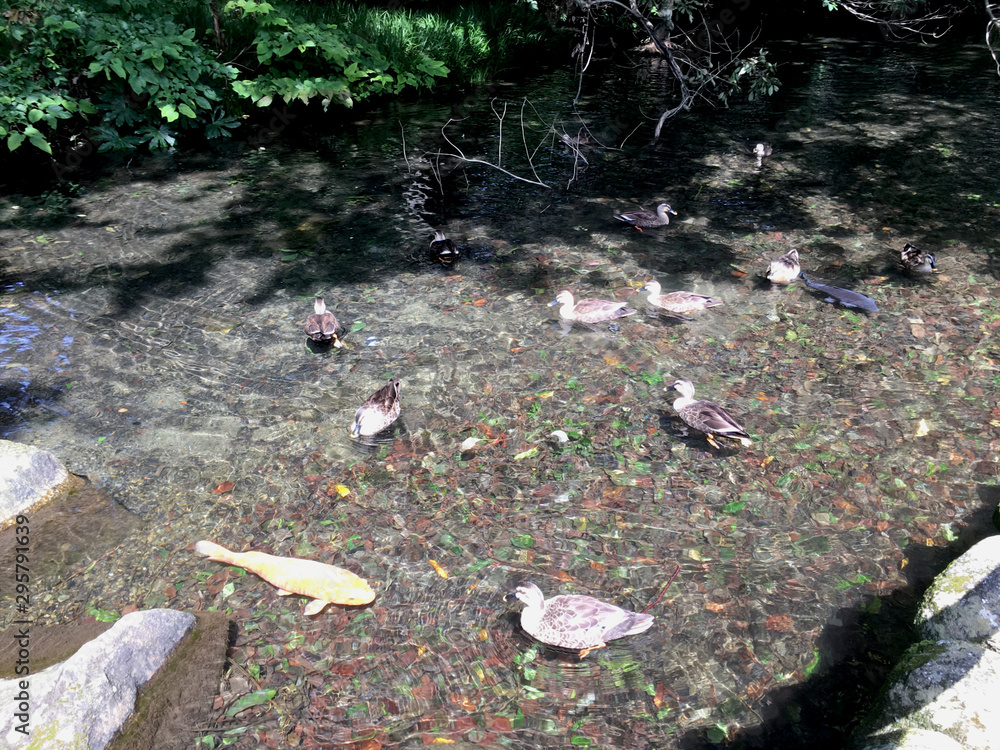 This place is a hidden attraction. Watching ducks and freshwater fish ...