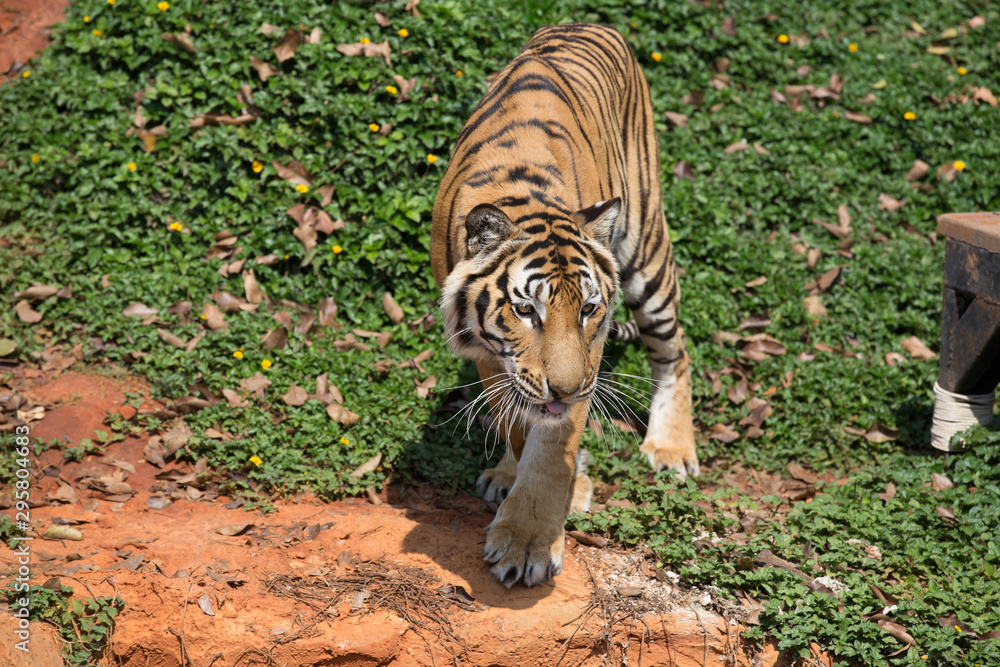 Thai Tigger in korat zoo nakornratchasima Thailand Stock Photo | Adobe ...