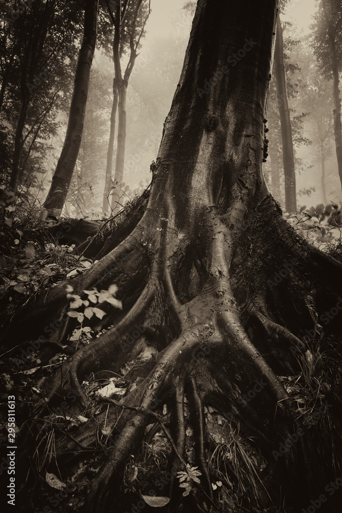 dark scary tree roots in mysterious forestat night, halloween horror ...