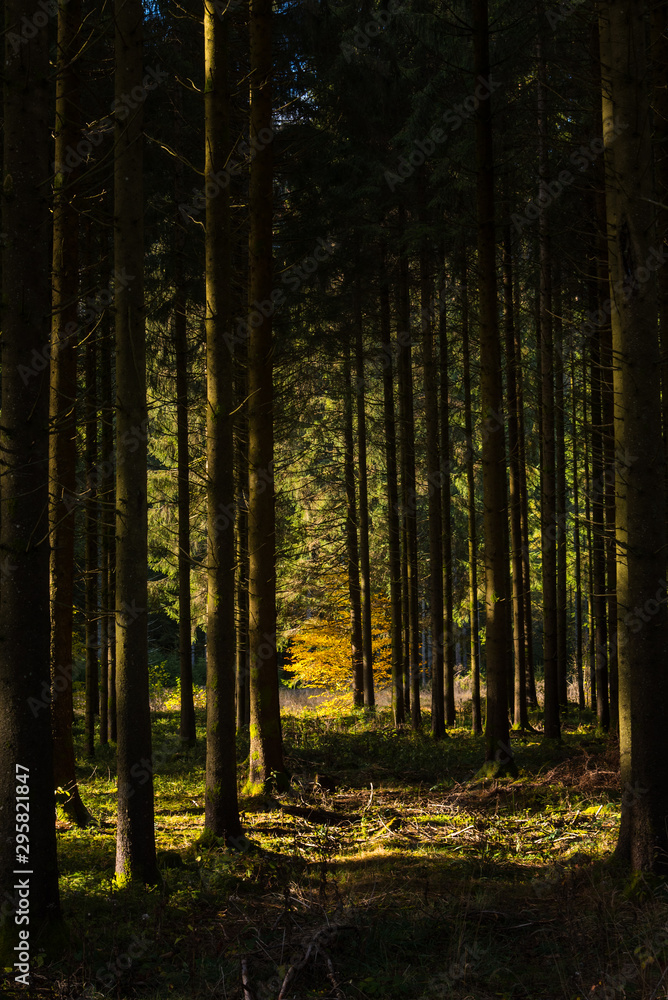 une forêt automnale. Une forêt dans les Vosges. Une forêt de sapins ...