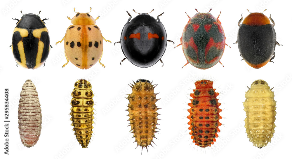 Coccinellidae