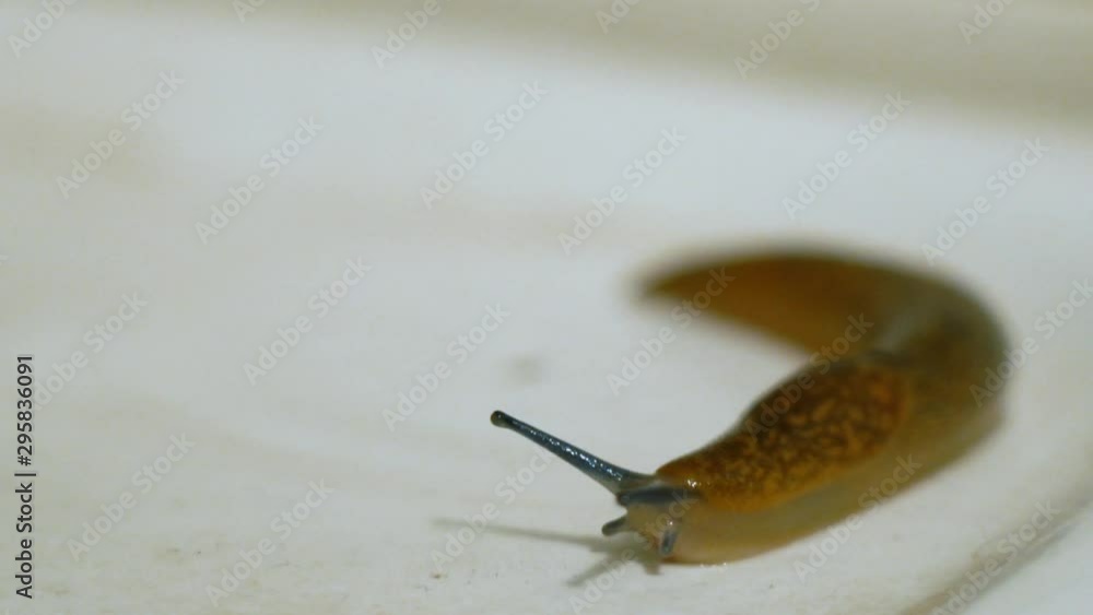 A vile scary brown slug moves along a rusty white sink in the bathroom ...