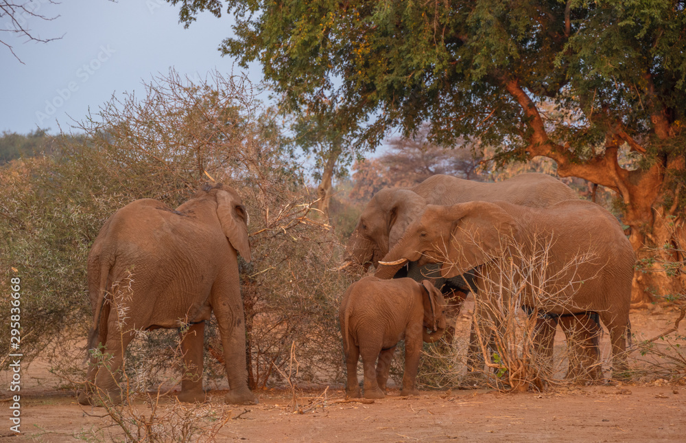 A family group of African elephants forage on green leaves on bushes in ...