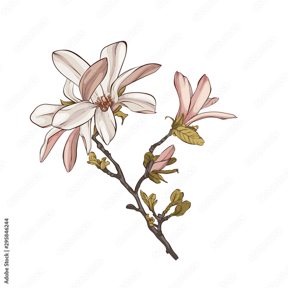 Magnolia Tree Vector