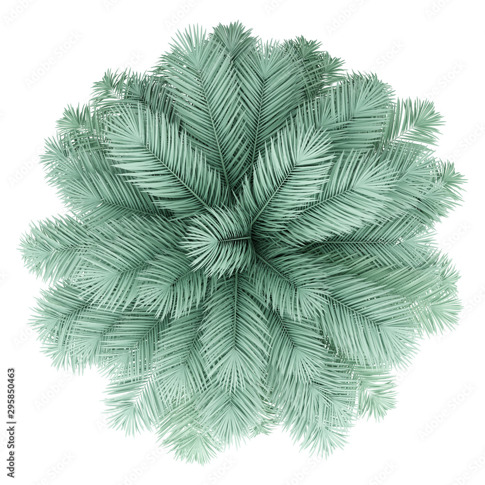 silver date palm tree isolated on white background. top view Stock ...