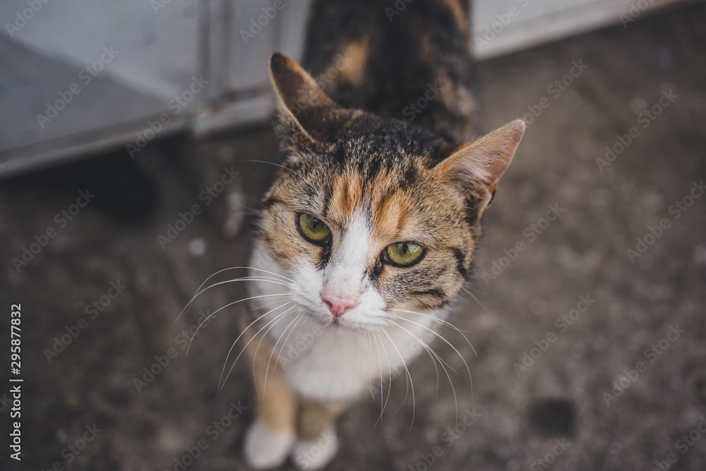 Cat Looking Up At Camera