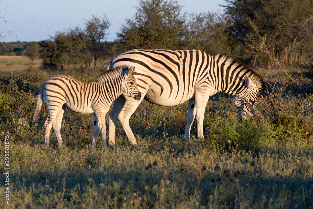 Mother Zebra with calf in the African Savannah during a safari Photos ...