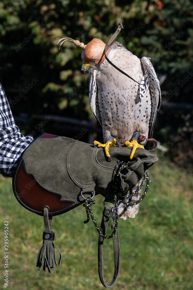 Hunting falcon with leather hood. Beautiful trained Peregrine falcon ...