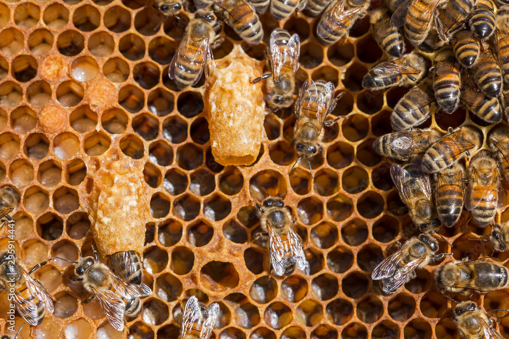 Bees work near the larva of the Queen Bee. Royal jelly in queen cell ...