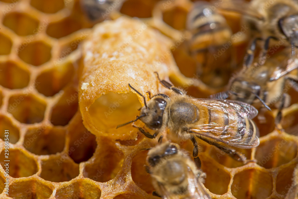 Bees work near the larva of the Queen Bee. Royal jelly in queen cell ...