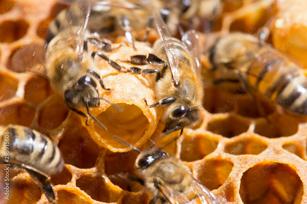 Bees work near the larva of the Queen Bee. Royal jelly in queen cell ...