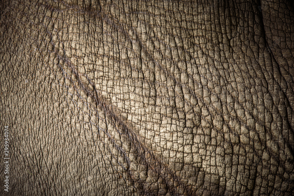 rhino skin, texture of rhino skin for background Stock Photo | Adobe Stock