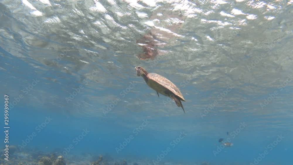 Hawksbill sea turtle rising to the surface for breathing. 4K stock ...