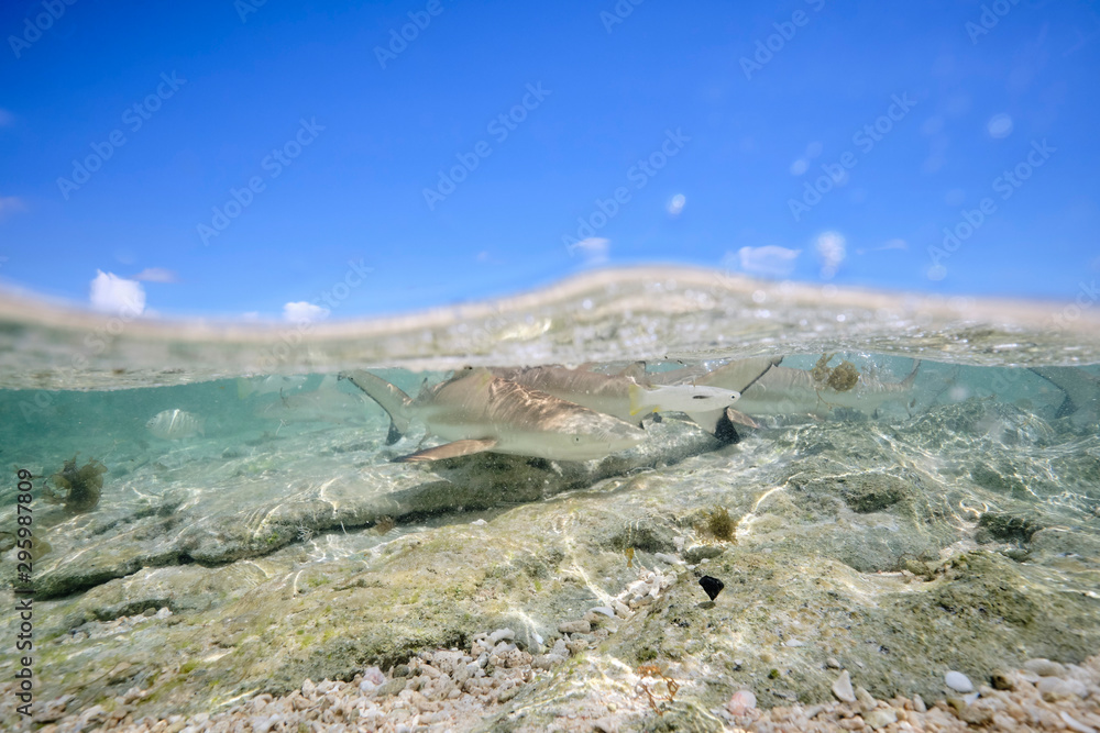 Juvenile baby blacktip reef shark swimming in shallow coral reef water ...