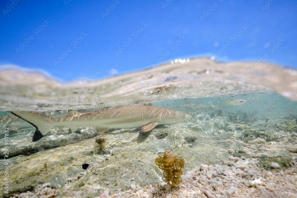 Juvenile baby blacktip reef shark swimming in shallow coral reef water ...