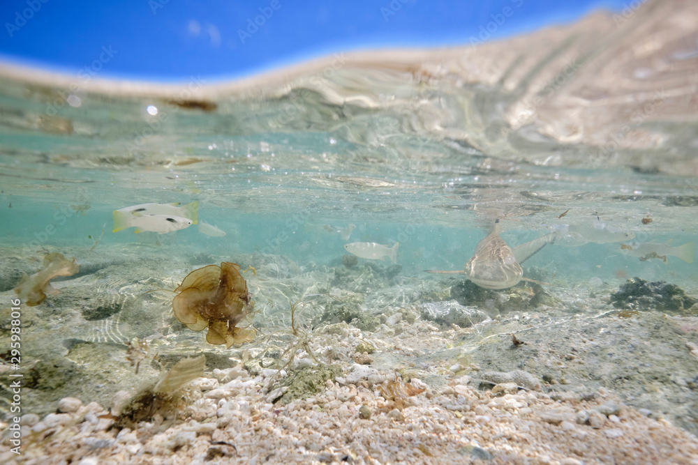 Juvenile baby blacktip reef shark swimming in shallow coral reef water ...