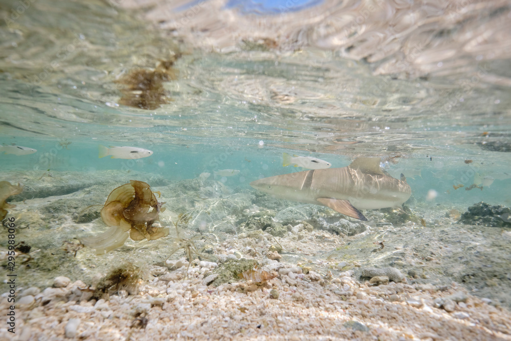 Juvenile baby blacktip reef shark swimming in shallow coral reef water ...